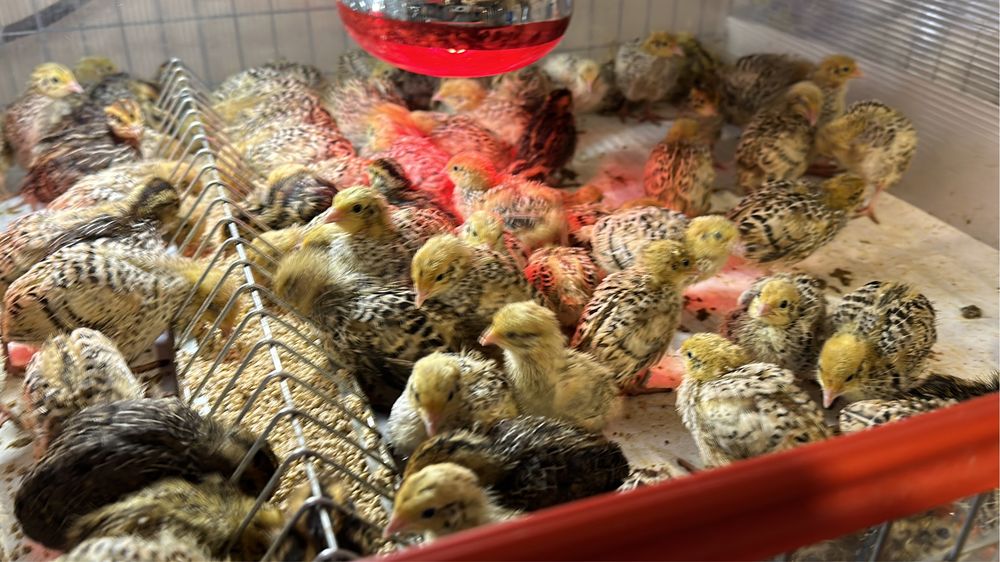 Oua Prepelite pui Custi capcane maternitati Pitesti • OLX.ro