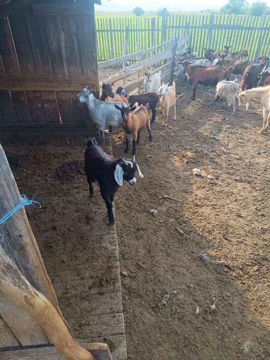 Capre alpine,metis,iezi alpini,iezi anglonubieni Cracaoani • OLX.ro