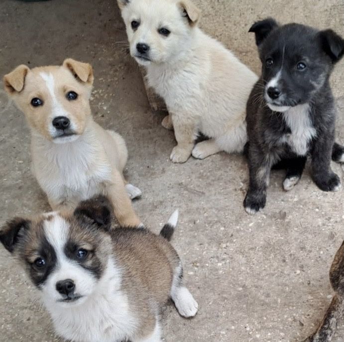 Catelusi spre adoptie Redea • OLX.ro