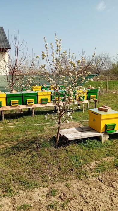 Vând pavilion apicol cu 24 stupi pe 12 rame Tataranu • OLX.ro