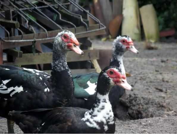 Oua rata leseasca pt incubat / oua rata muta/ oua incubat/ oua rata ...