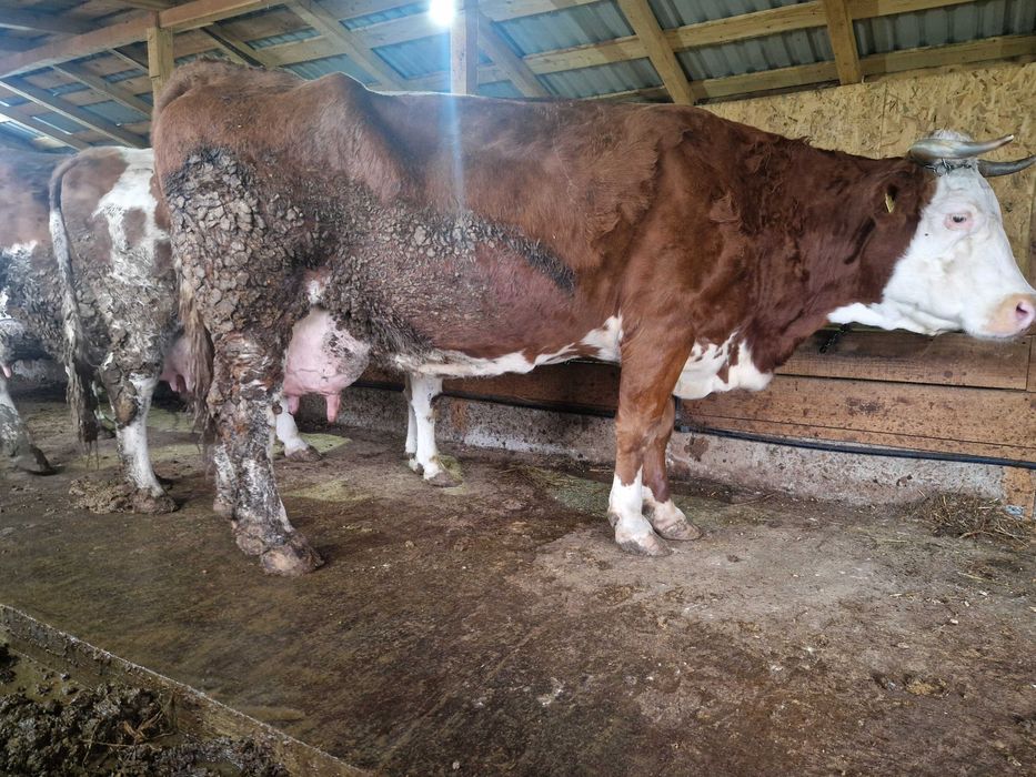 Vaci de vânzare cu lapte si gestante Mihalaseni • OLX.ro