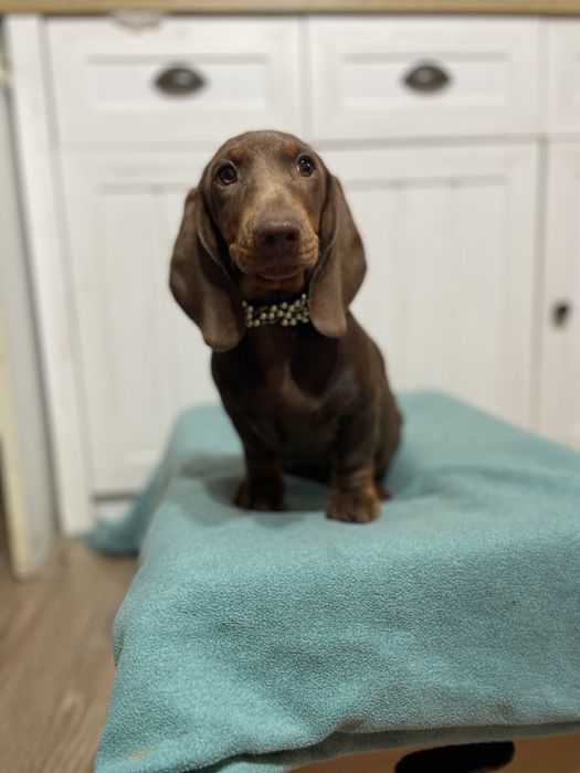 Catel teckel cu pedigree FCI din parinti Campioni Ineu • OLX.ro