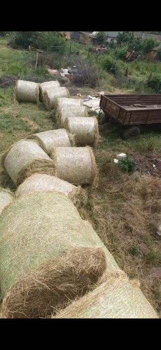 Vind baloti rotunzi fîn cu lucernă 1 Deva • OLX.ro
