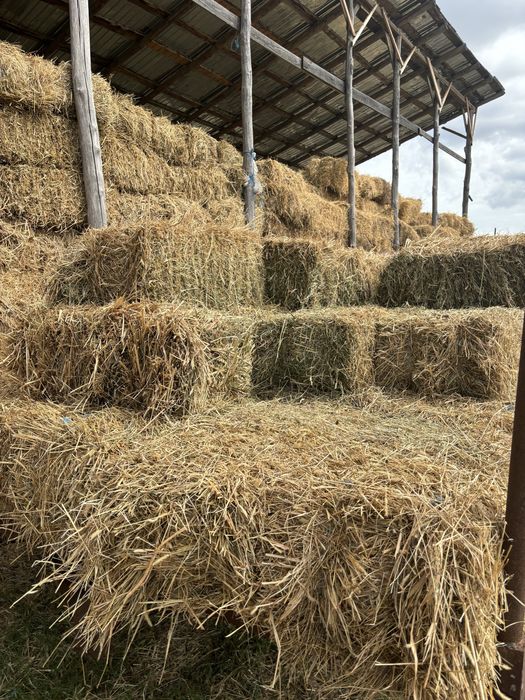 Vand baloti lucerna Buznea • OLX.ro