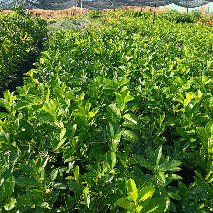 Лавровишна за жив плет с Кърнаре • Olx Bg