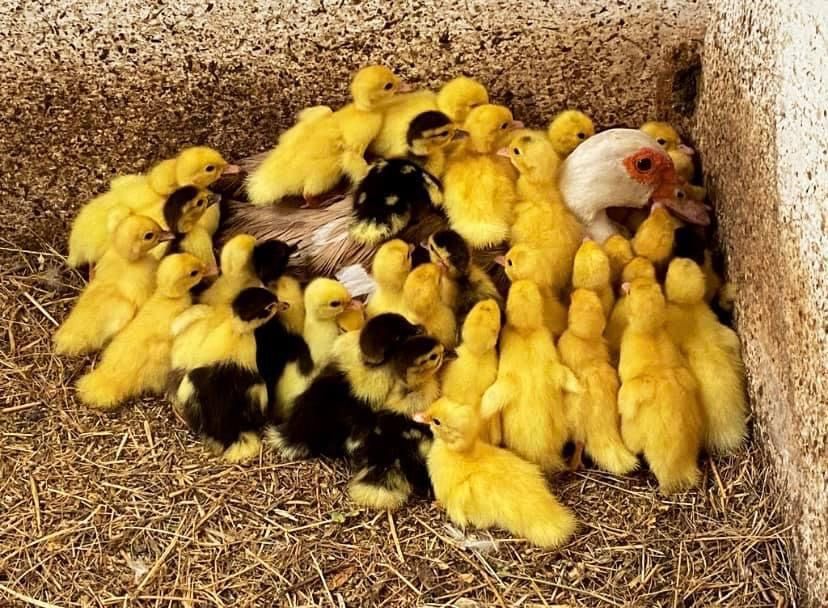 Oua de rata muta pentru incubat Dorobanti • OLX.ro