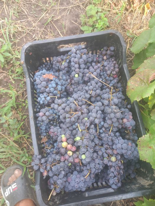 Struguri negri pentru vin Botosani • OLX.ro