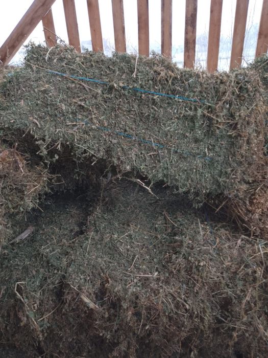 Baloti lucerna păstrați Sanpetru Mare • OLX.ro