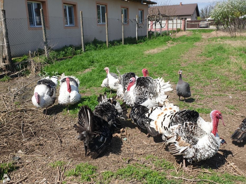 Curcani de țară tineri Ciocanesti • OLX.ro