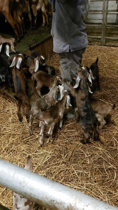 Ieduti si iedute anglonubiene Rebricea • OLX.ro