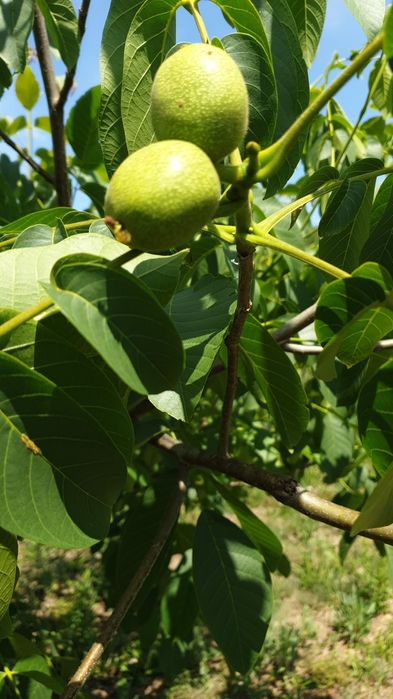 Livada de nuci de vanzare Cehalut • OLX.ro