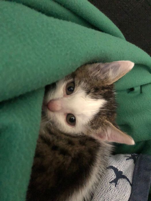 Adoptă un puiu de pisică mic si cuminte Arad • OLX.ro