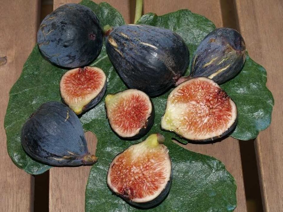 Smochin Napolitana / Ficus carica Napolitana în Ghiveci Craiova • OLX.ro