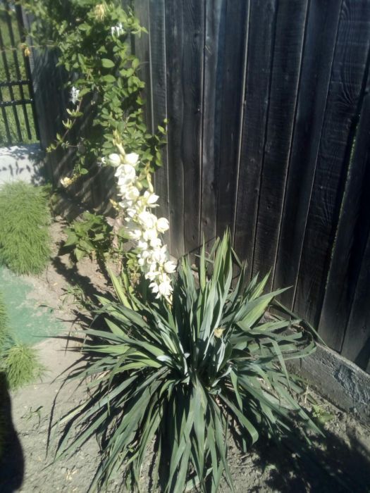 Yucca de grădină/ ghiveci ornamentală Targu Jiu • OLX.ro