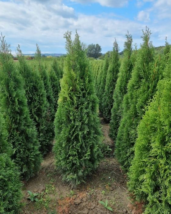 Tuia leylandii 2,5 - 3m și orice alta specie de thuja (Tuia gard viu ...