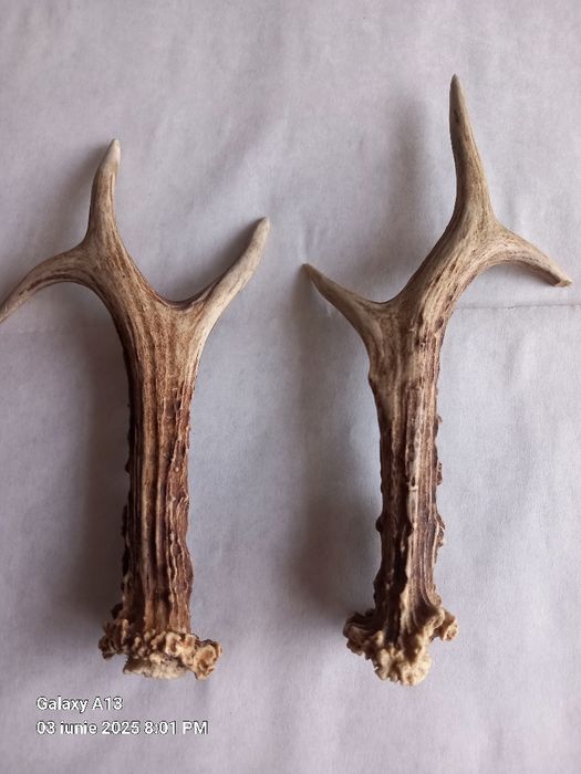 Coarne caprior (panopli) Beclean • OLX.ro