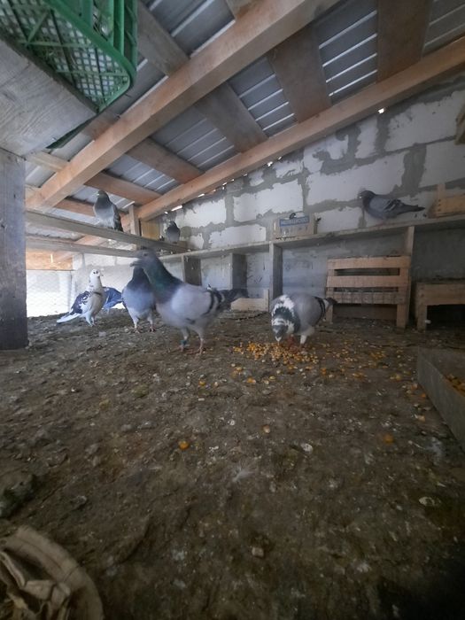 Porumbei pui de anul acesta voiajori neiesiți la zbor și bătrâni ...