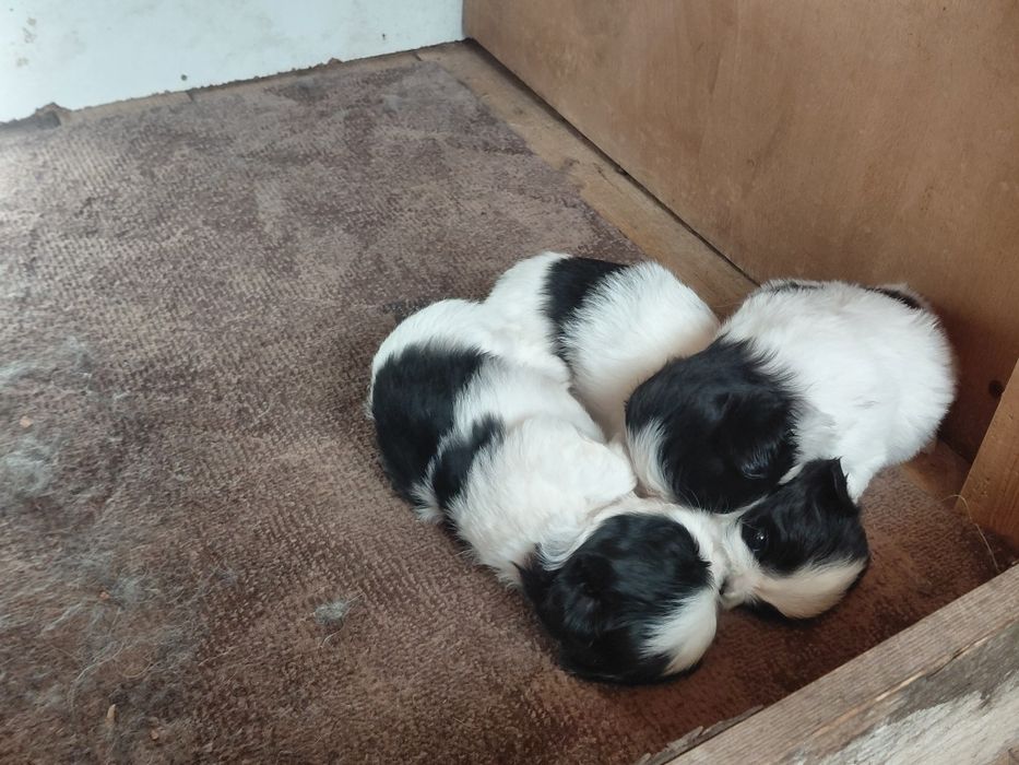 Pui Shih tzu Panda Line Bucuresti Sectorul 4 • OLX.ro