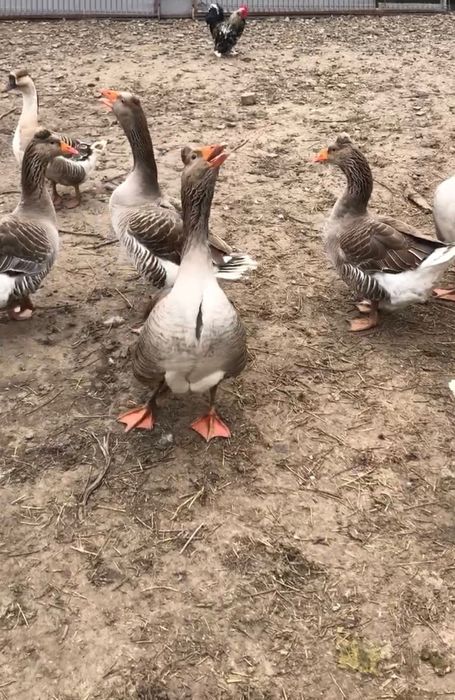 Gânsac moțat Toulose Imperial Botosani • OLX.ro