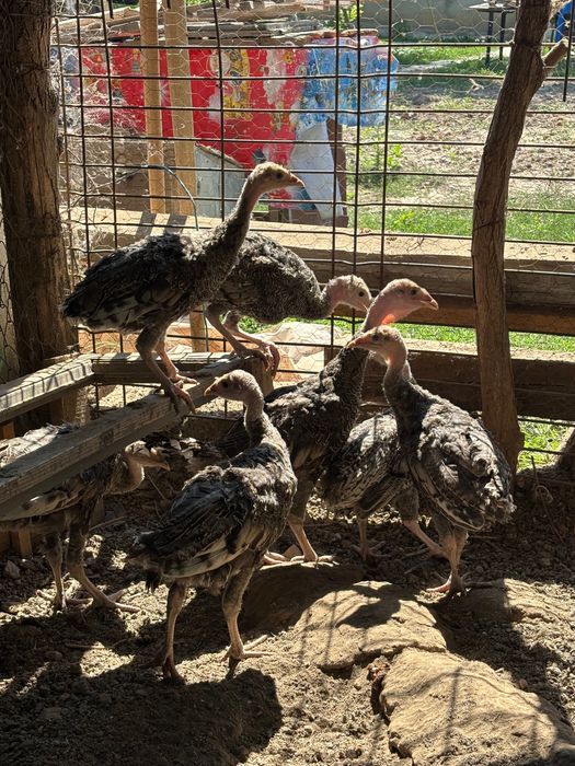 Vând 2 curci și 8 pui de curca! Ramnicu Sarat • OLX.ro