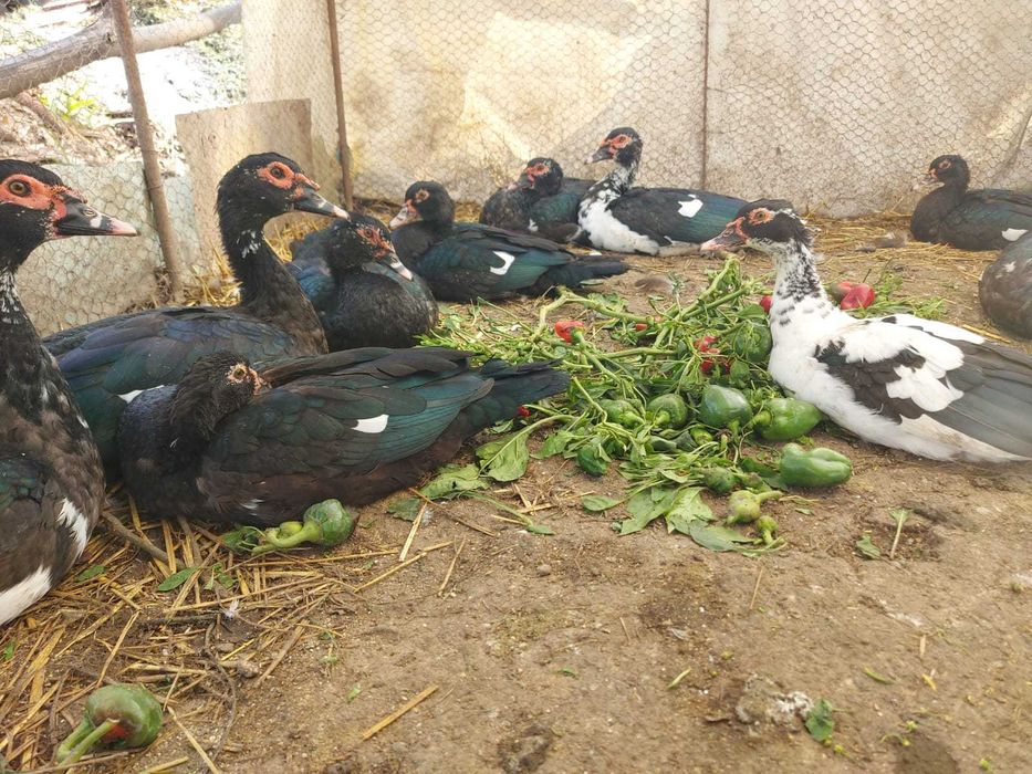 Ratoi / rate leșești (mute) 2024 Nuci • OLX.ro