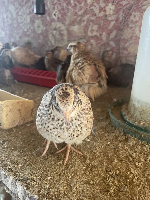 Prepelite ouatoare Matasaru • OLX.ro