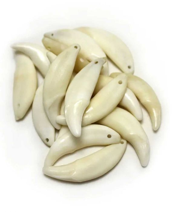 Medalion hand-made din COLT REAL DE LUP ( craniu, colti, trofeu )_1 ...