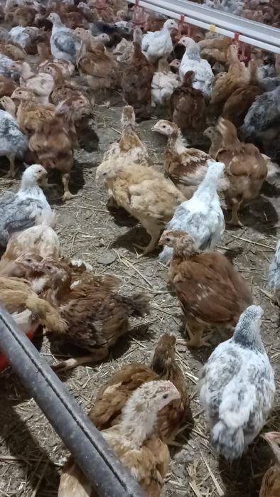 Pui porumbac și roșcat kabir Buzau • OLX.ro