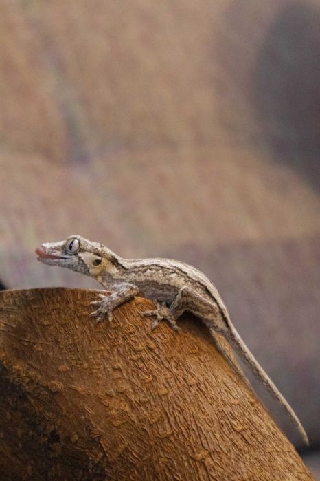 Reptile de vanzare Soparle Gecko Gargoyle Bucuresti Sectorul 1 • OLX.ro