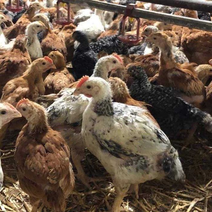 Pui rasă mixta si pui alb Tulcea • OLX.ro