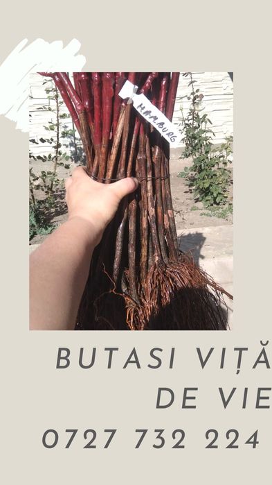 Butasi vita de vie Breaza • OLX.ro