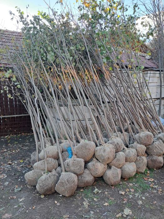 Brazi de vanzare si multe alte plante Titu • OLX.ro