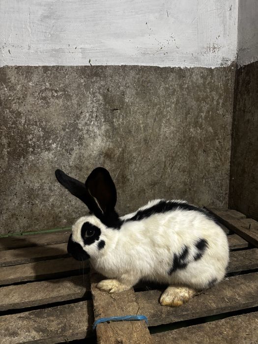 Femela Fluture German Odoreu • OLX.ro