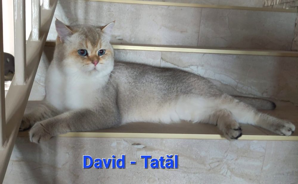 Puiut British Shorthair Golden cu pedigree Piatra Neamt • OLX.ro