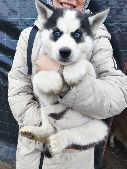 Pui Husky Siberian Bucuresti Sectorul 3 • OLX.ro