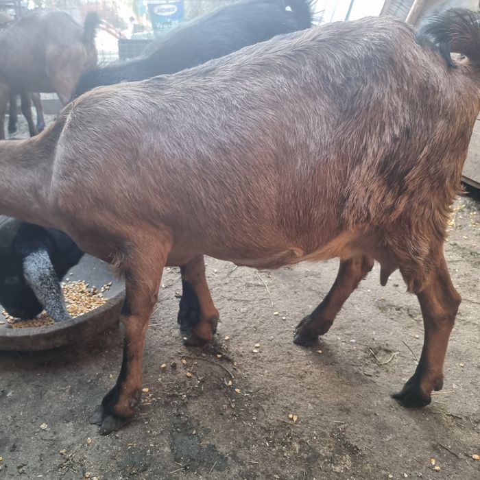 Capre alpina franceza/ capra anglo nubiana / tap anglonubian/Tap Anglo ...