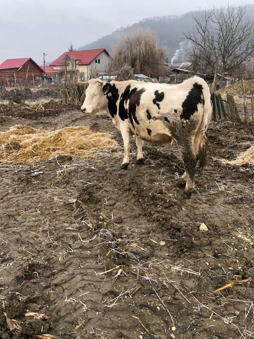 Vaca baltata de vinzare Nires • OLX.ro