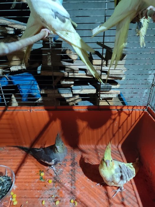 Papagali nimfe și micul și marele Alexander baraband peruși rosela a ...