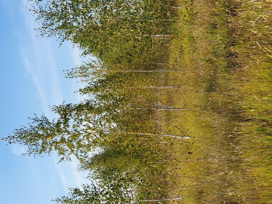 Tei de floare mesteacăn platani castani tuia leylandi Cluj-Napoca • OLX.ro