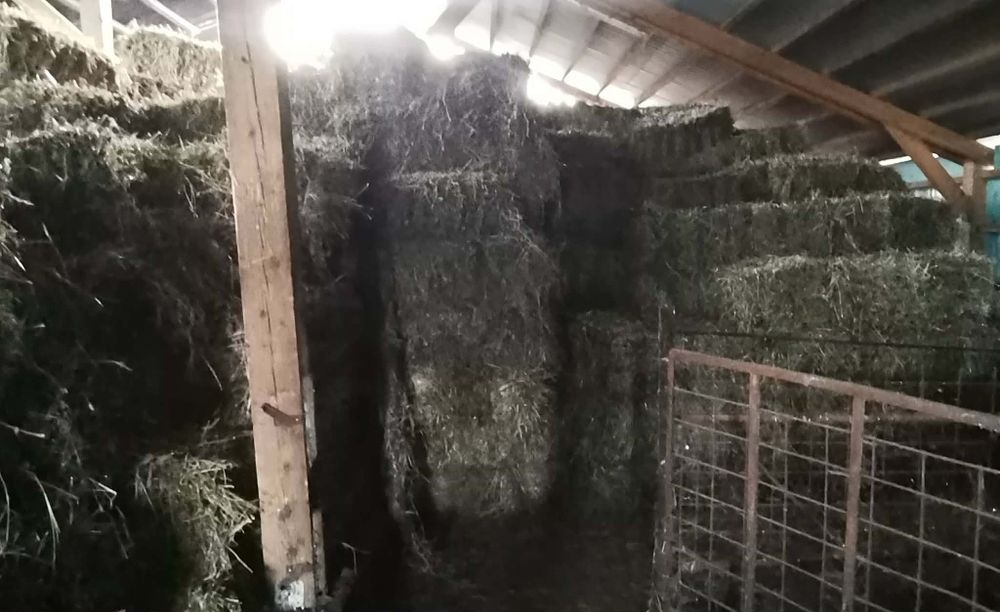 Floarea-soarelui baloti fan Baltatesti • OLX.ro