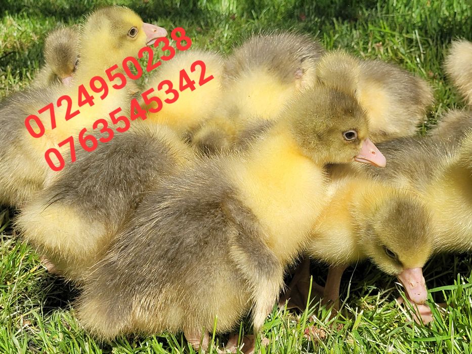 Vand boboci de rata de carne pekin/mulard si boboci de gâscă Padureni ...