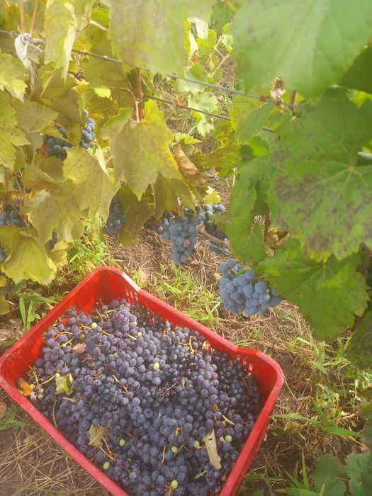 Struguri negri pentru vin Botosani • OLX.ro
