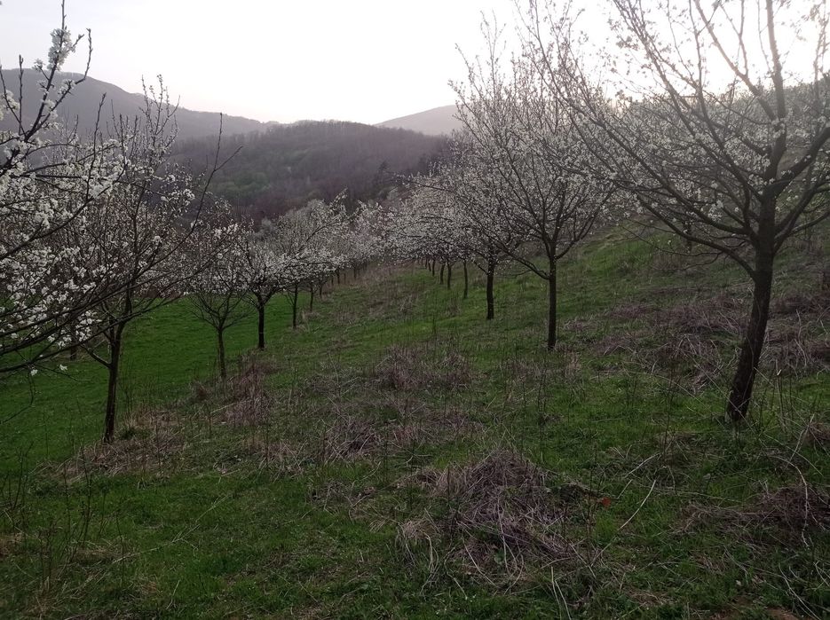 Vand livada de pruni suprafata 2,2 hectare Matacina • OLX.ro