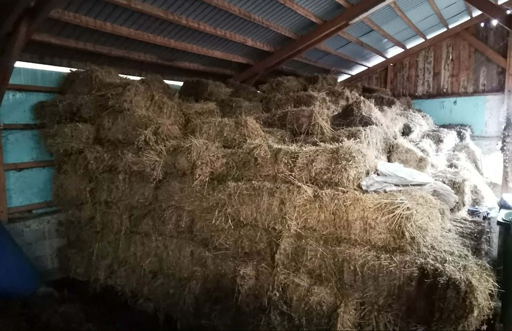 Floarea-soarelui baloti fan Baltatesti • OLX.ro