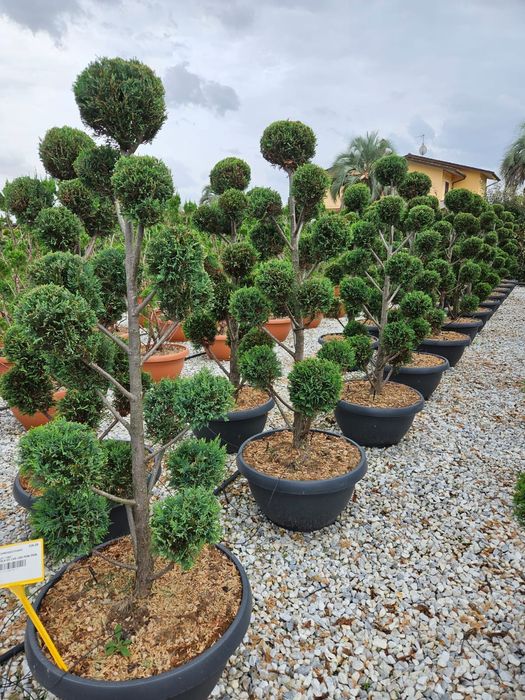 Sempervirenz chiparos italian Floresti • OLX.ro