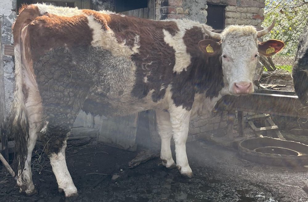 Vând vaca cu vitel Meziad • OLX.ro