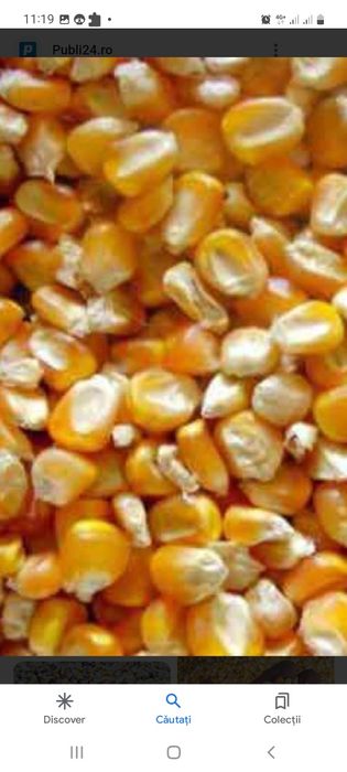 Vând porumb calitatea 1 ambalat. Sperieteni • OLX.ro