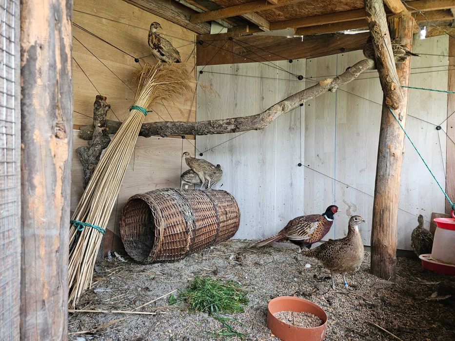 De vanzare Fazan comun Sfantu Gheorghe • OLX.ro