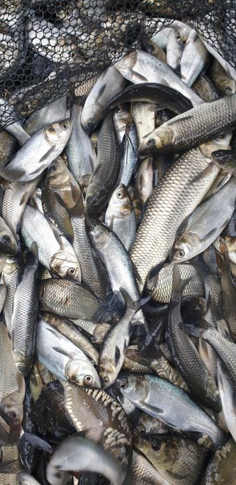 Peste : Crap romanesc , cteno , ( amur ) , salonta , fitofag , novac ...